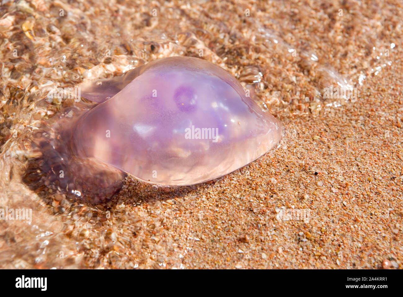Jellyfish in the sand Stock Photo - Alamy