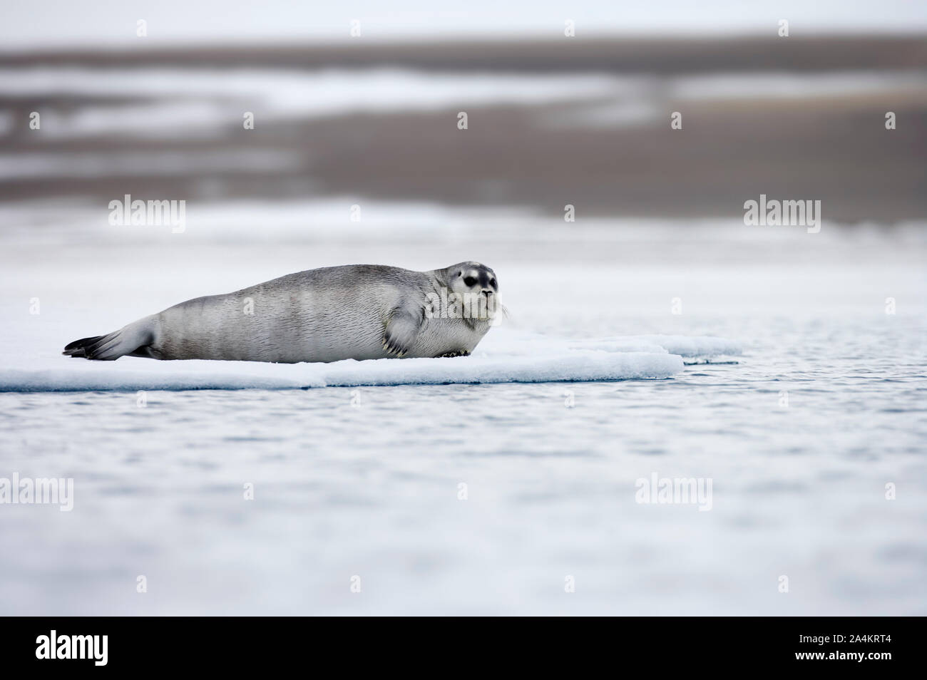 Ice 1 hi-res stock photography and images - Alamy