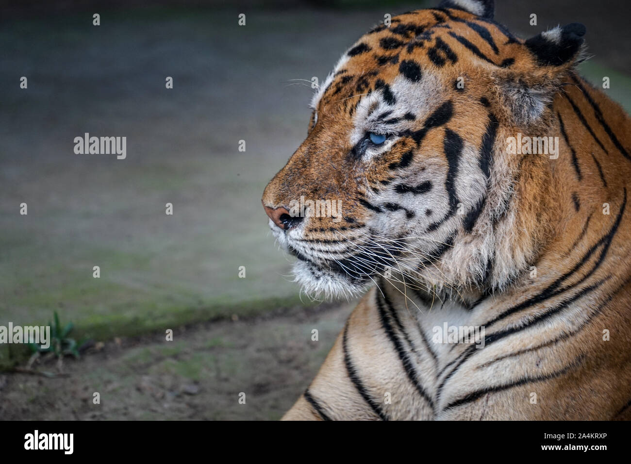 Strong tiger hi-res stock photography and images - Alamy