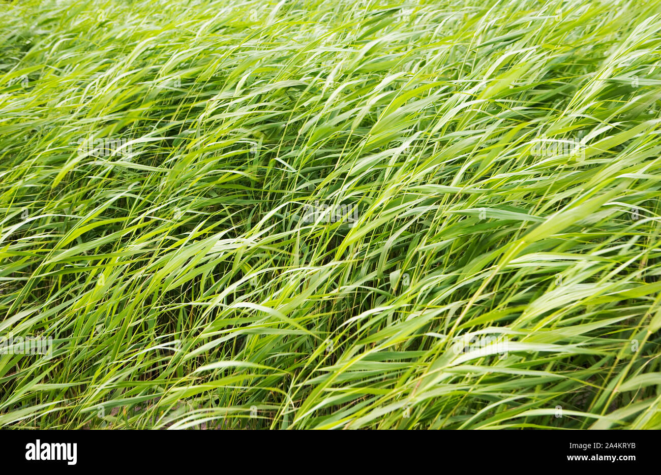 Grass in wind in Norway Stock Photo - Alamy