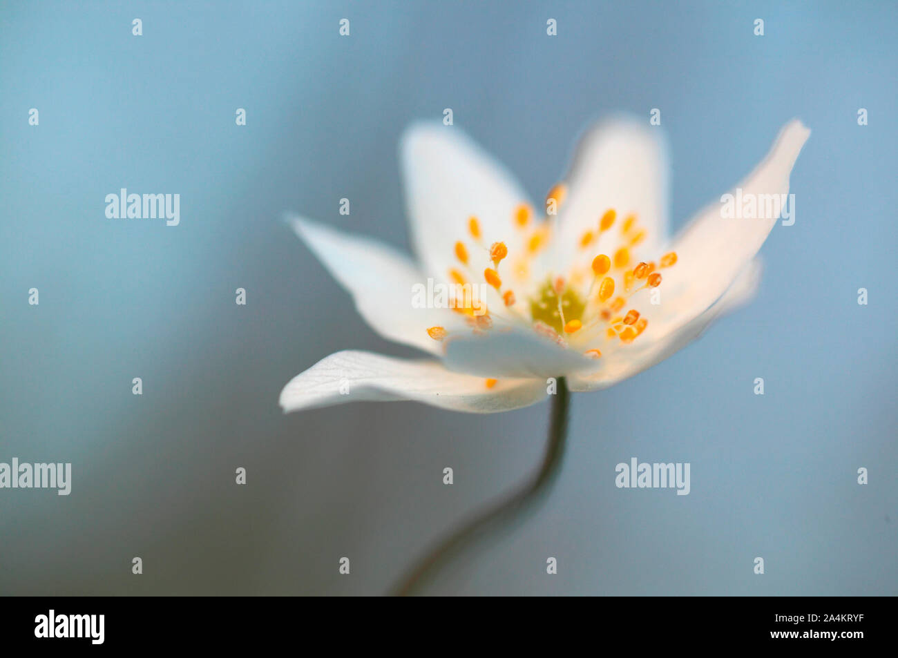 White anemones flowers hi-res stock photography and images - Alamy