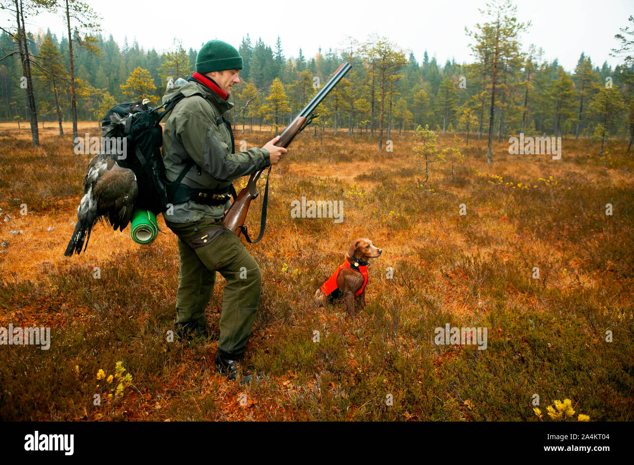 Bird hunting - carrying the dead Capercaillie Stock Photo - Alamy