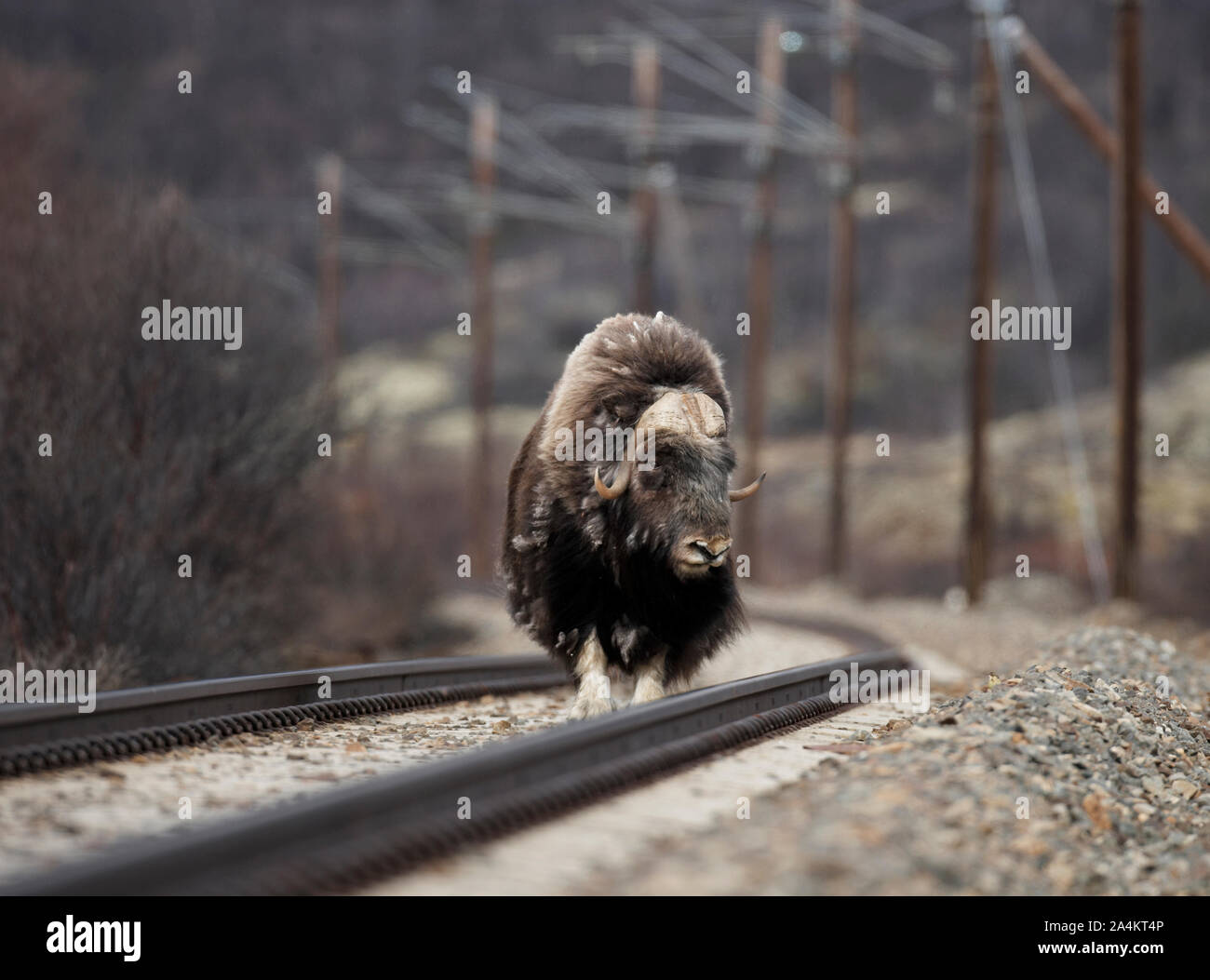 A musk standing on the railway track at Dovrefjell Stock Photo - Alamy