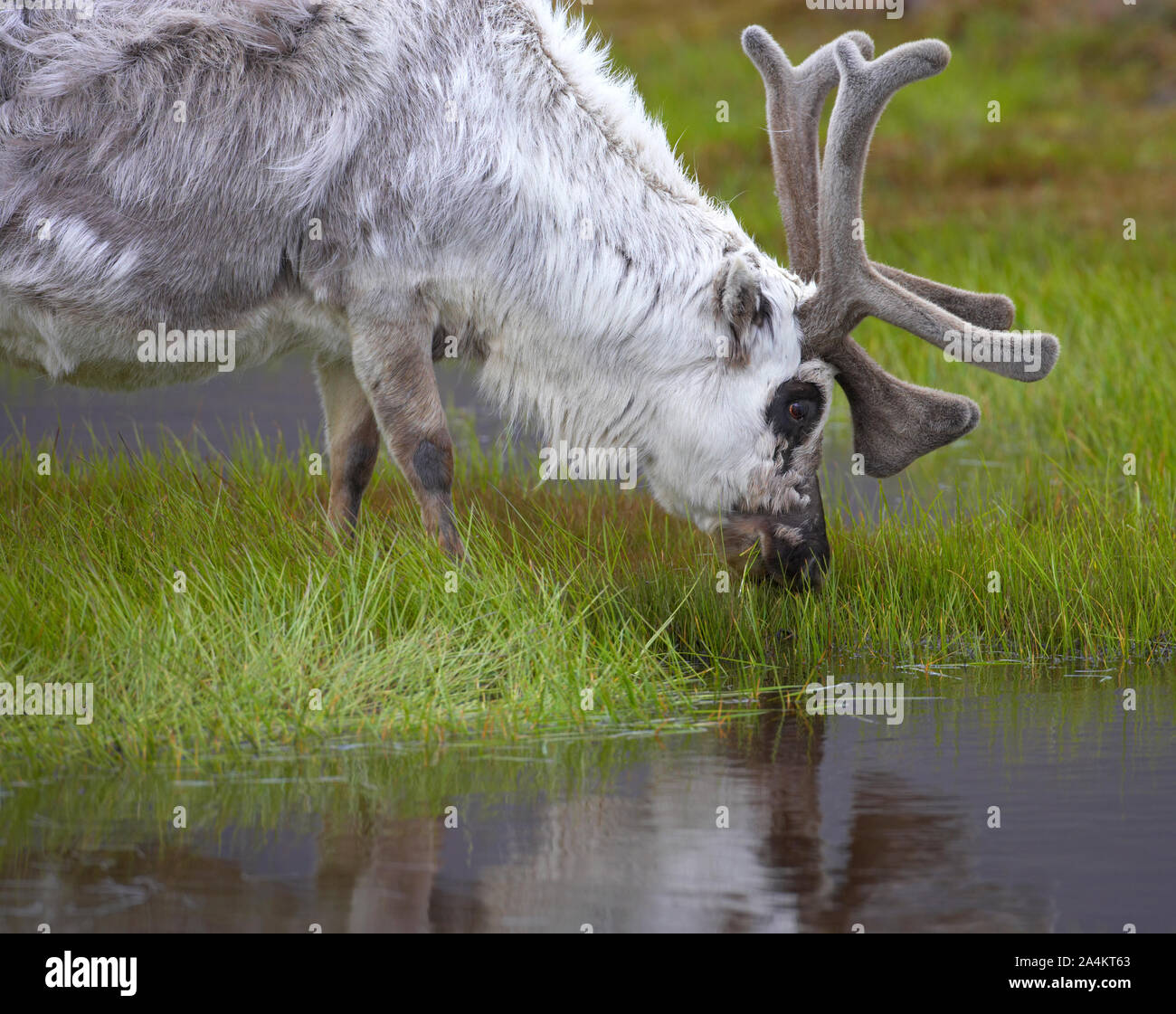 Reinder hi-res stock photography and images - Alamy