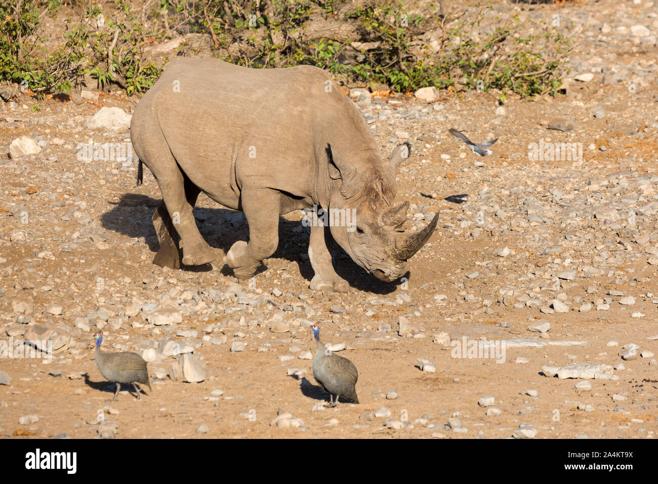 Bull white rhinoceros hi-res stock photography and images - Alamy