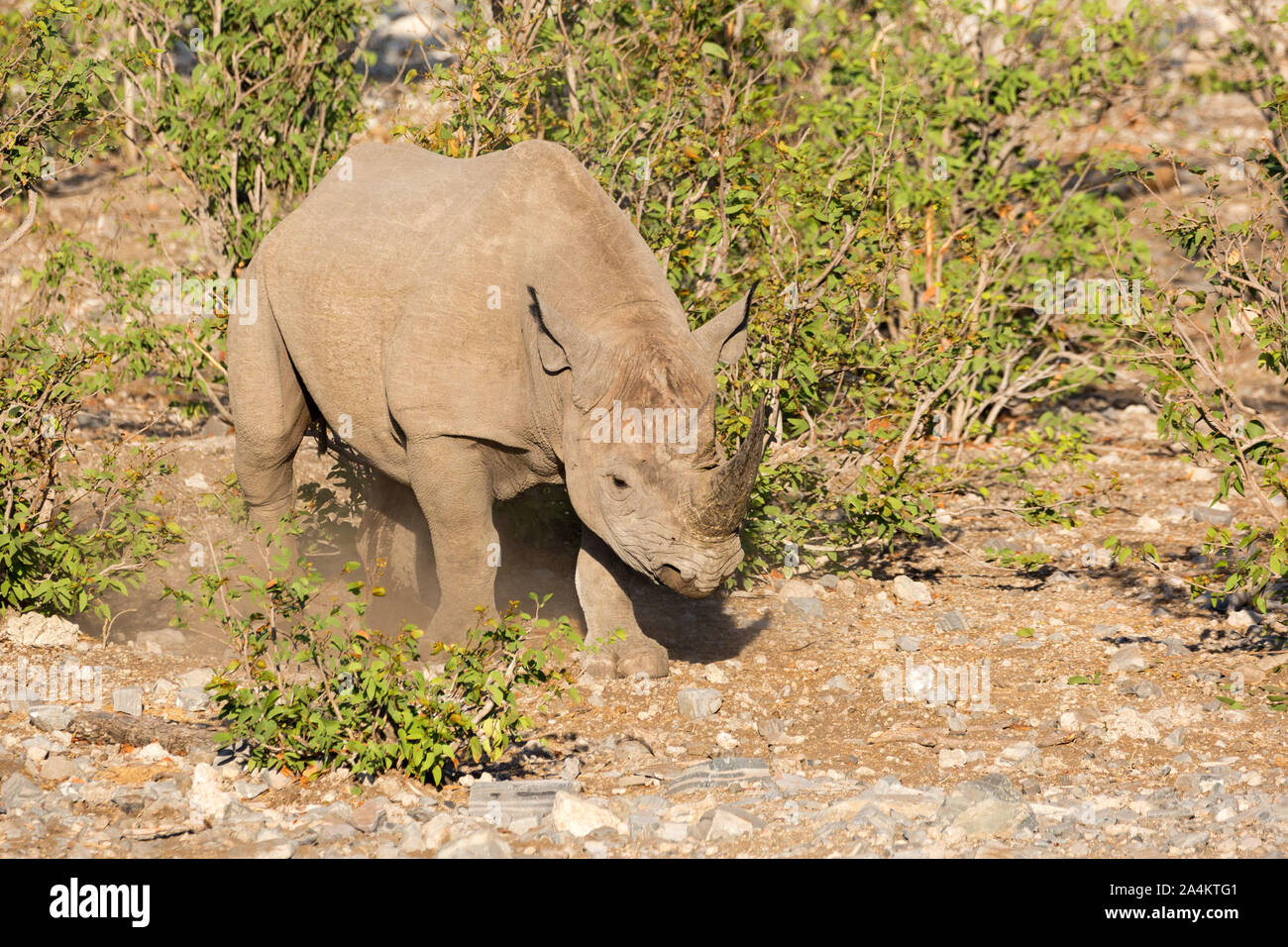 Bull dust hi-res stock photography and images - Alamy