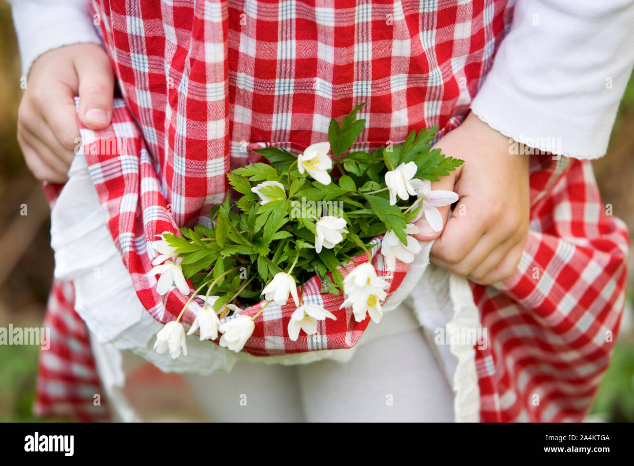 Girl holding anemones Stock Photo - Alamy