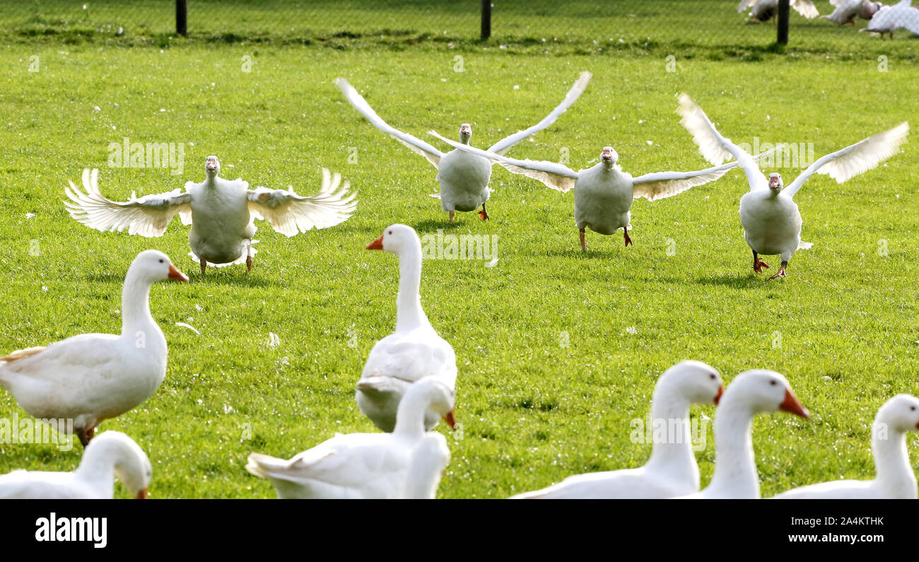 Flap its wings hi-res stock photography and images - Alamy
