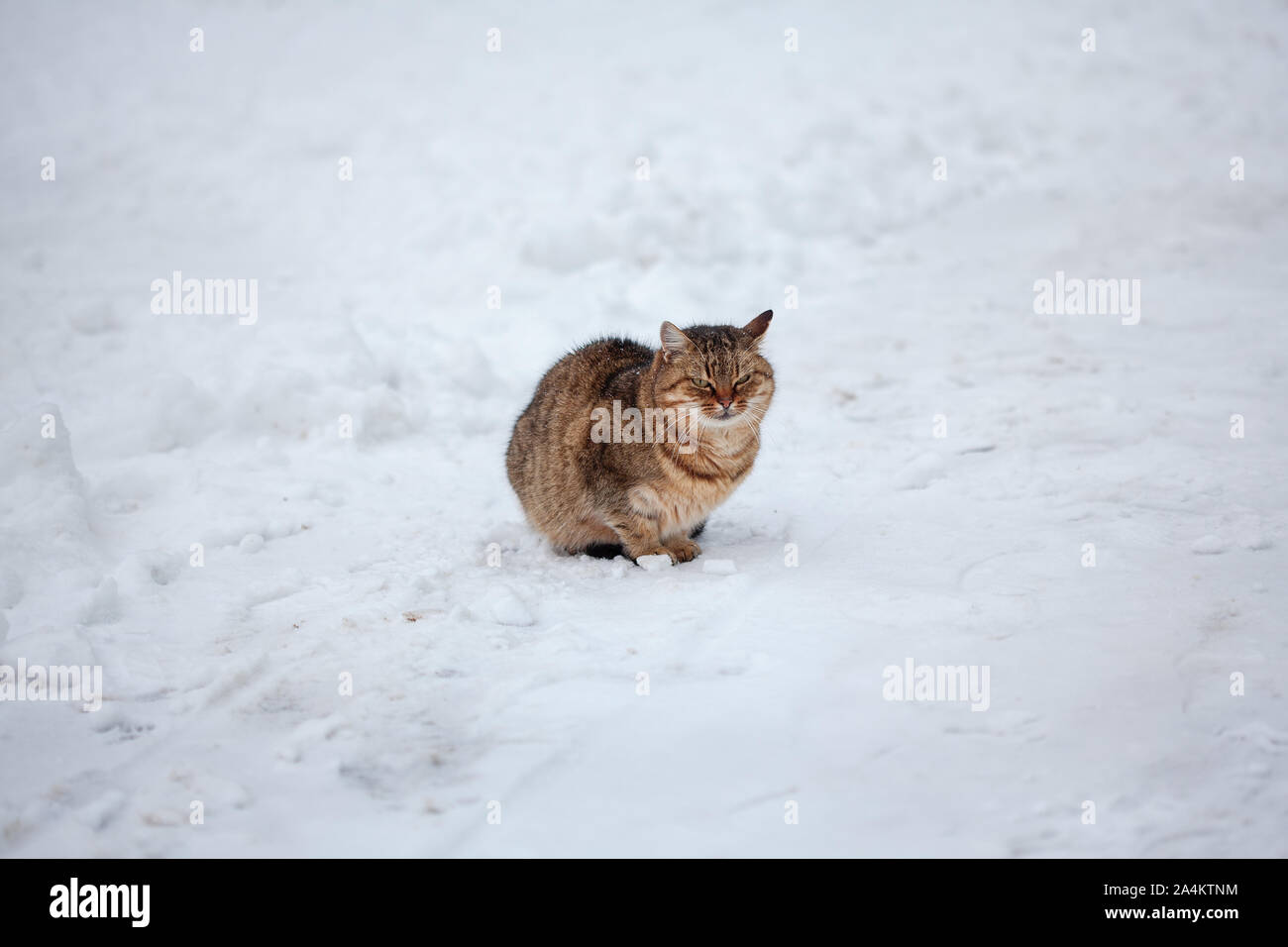 cat standing on snow in the cold weather Stock Photo - Alamy