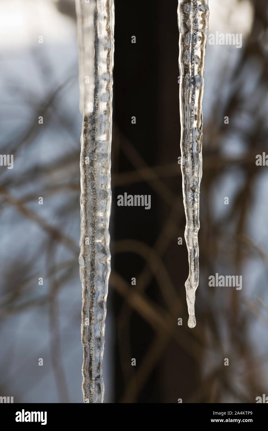 Branches icicles hi-res stock photography and images - Alamy