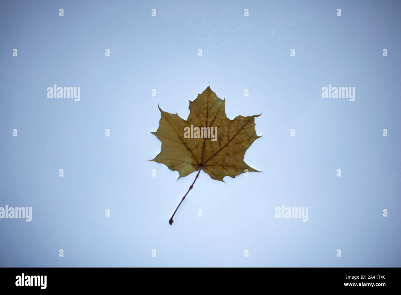A single leaf in the air Stock Photo - Alamy