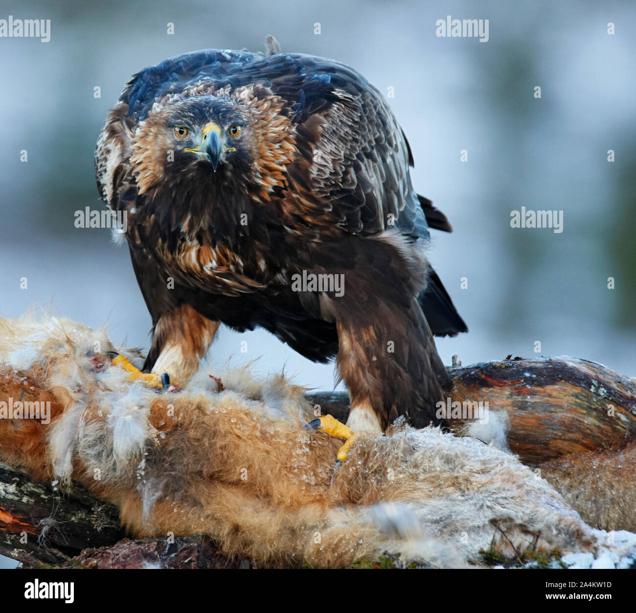 Golden Eagle eating prey. Predator Stock Photo - Alamy