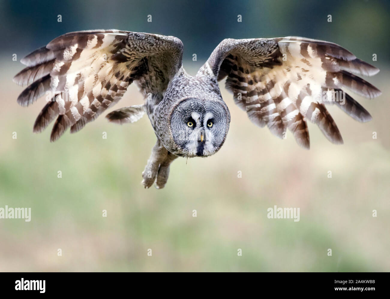 Risky flying hi-res stock photography and images - Alamy