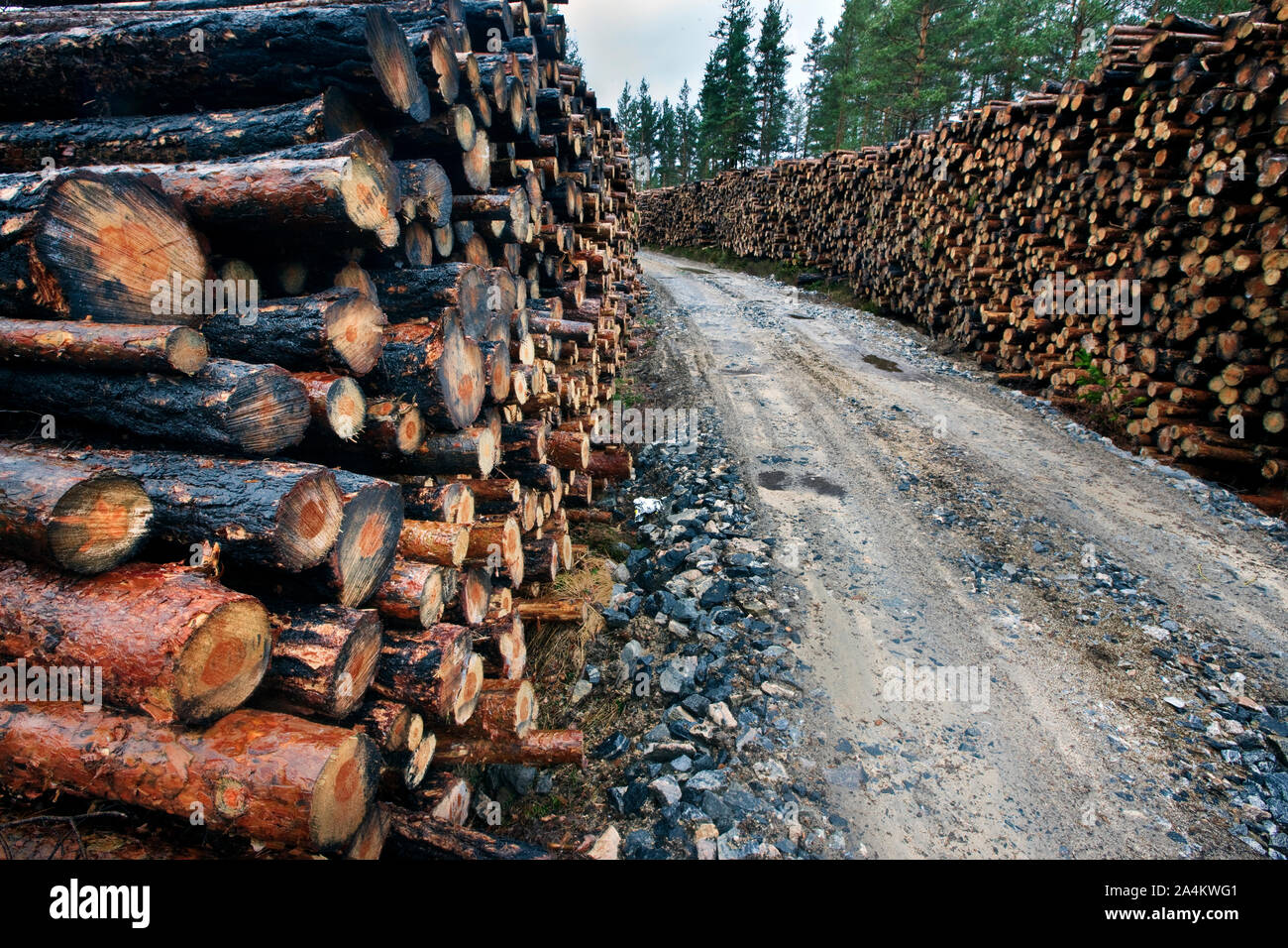 Stacked timber - fire damage Stock Photo - Alamy