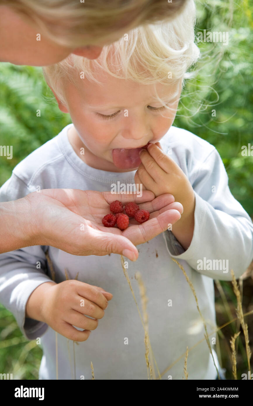 Child eating raspberries Stock Photo - Alamy