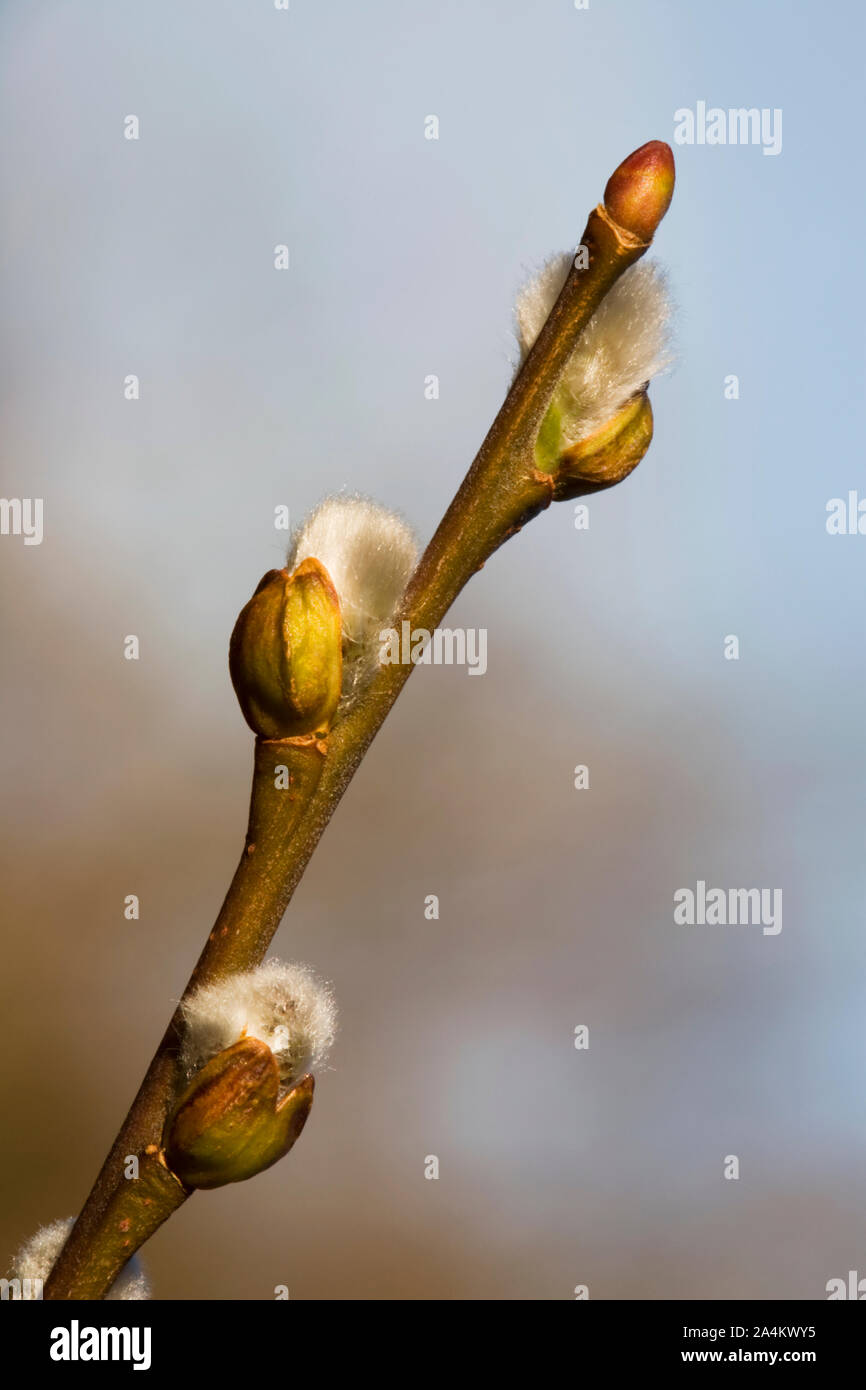 Catkins seeds hi-res stock photography and images - Alamy