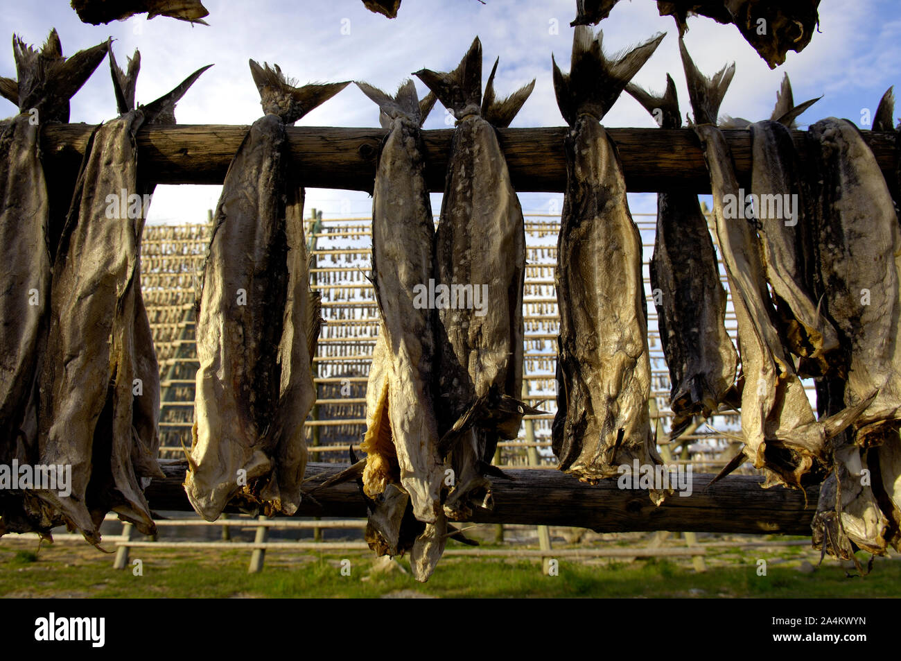 Drying racks with stockfish Stock Photo - Alamy