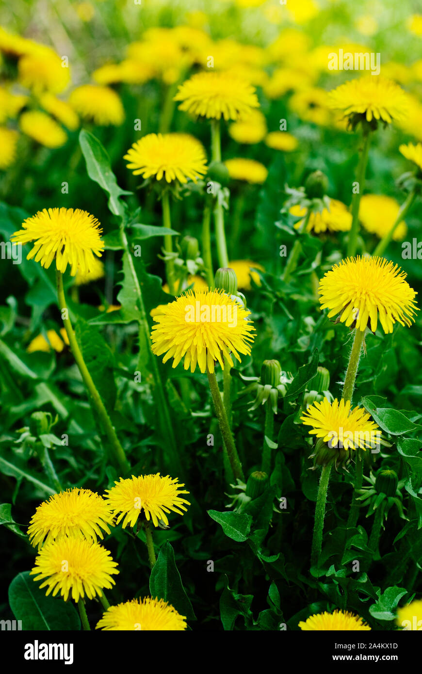 Dandelions flowers hi-res stock photography and images - Alamy