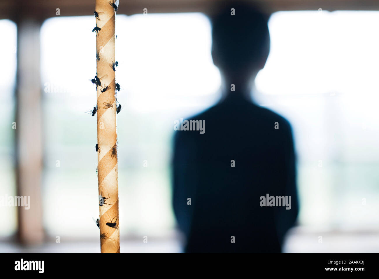 Flypaper and boy Stock Photo - Alamy