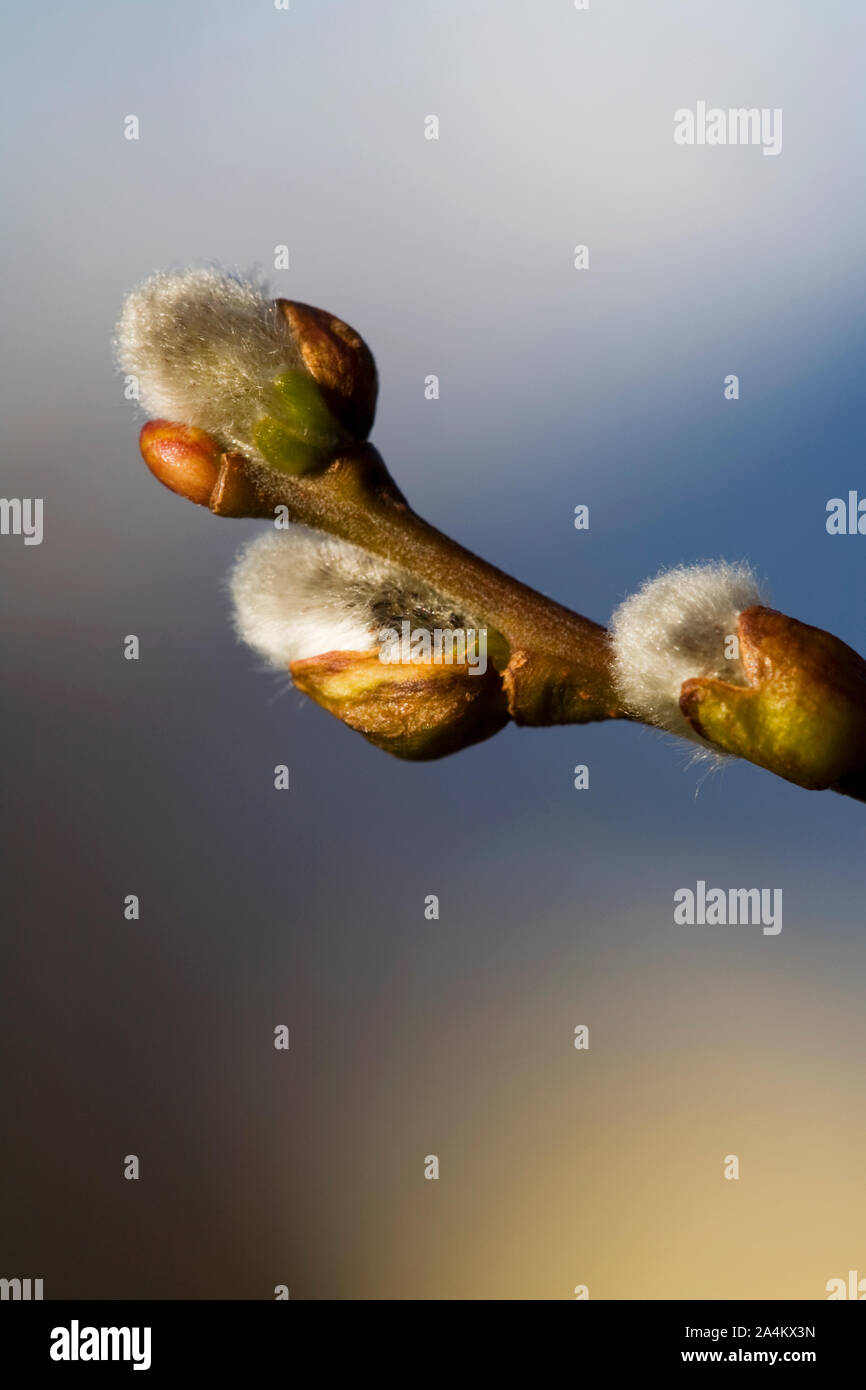 Catkins seeds hi-res stock photography and images - Alamy