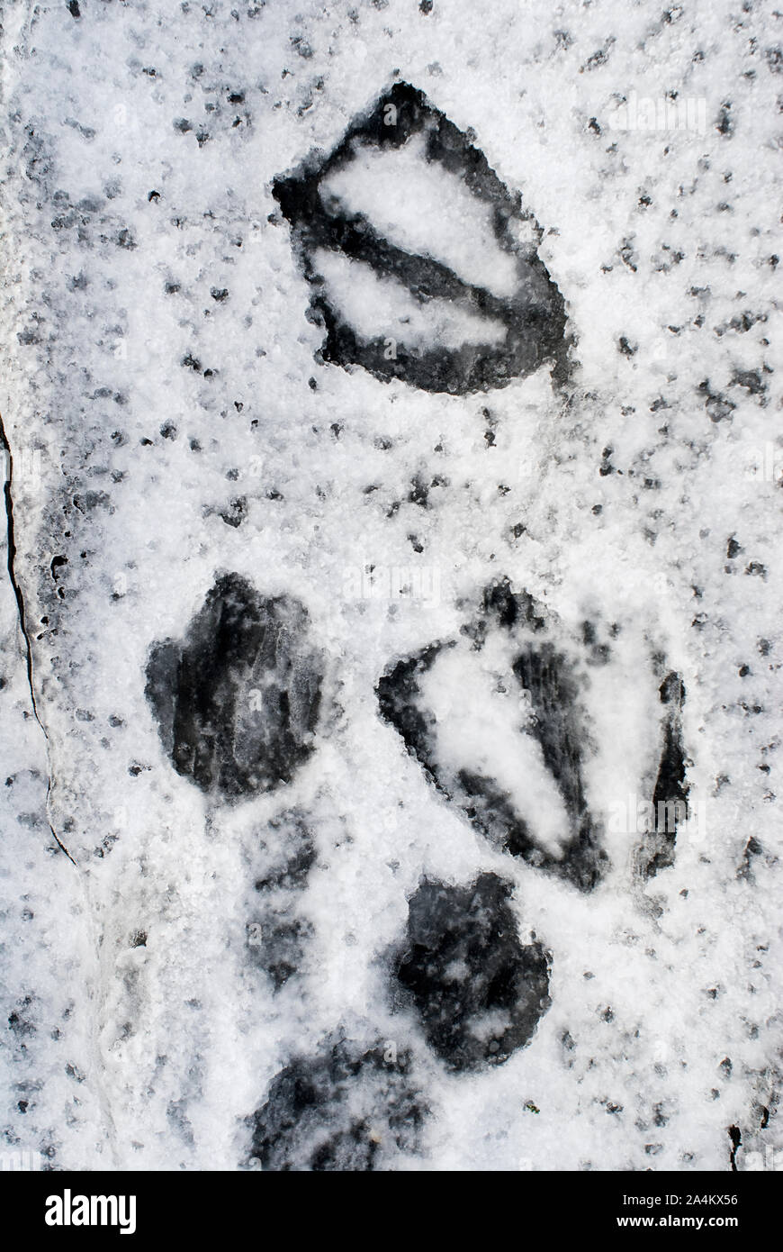 Duck footprints on snow Stock Photo - Alamy