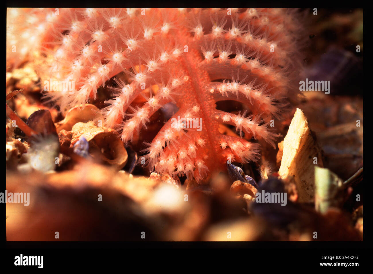 Phosphorescent sea pen - Pennatula phosphorea Stock Photo - Alamy