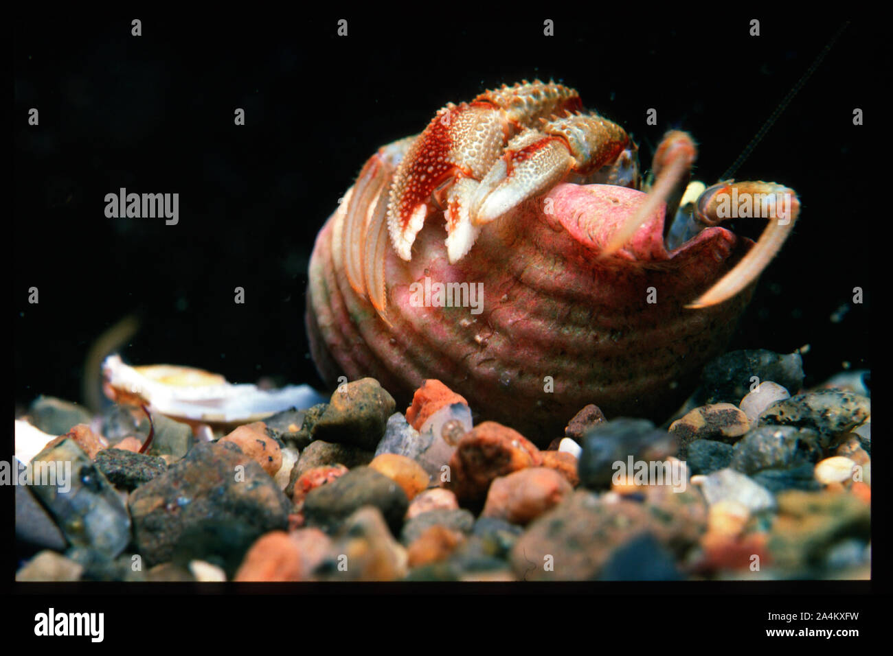 Common hermit crab - Pagurus bernhardus Stock Photo - Alamy