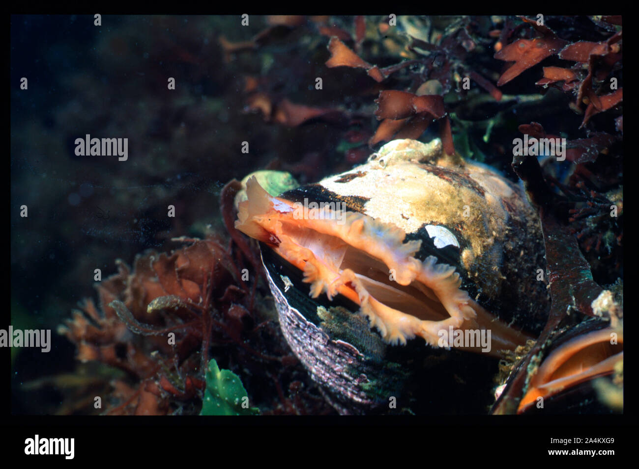 Common mussel - Mytilus edulis Stock Photo - Alamy