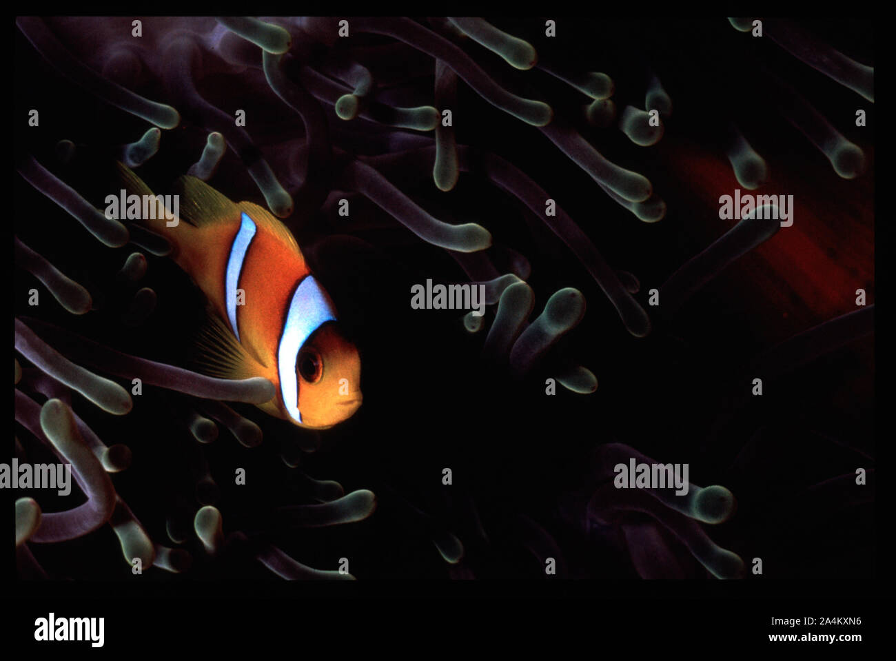 Nemo fish in the Red Sea Stock Photo - Alamy