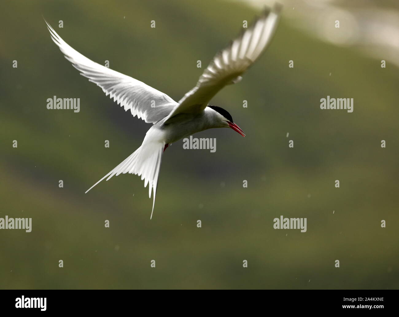 Swallows flying hi-res stock photography and images - Alamy