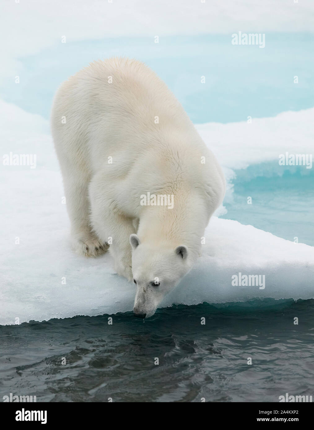 Spitsbergen Svalbard - polar bear drinking water - looking into the ...