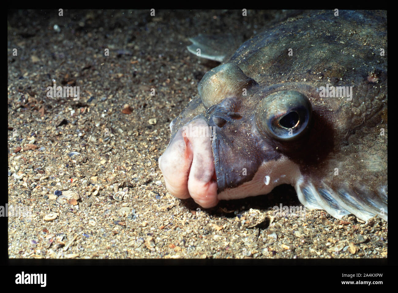 Flatfish eyes hi-res stock photography and images - Alamy