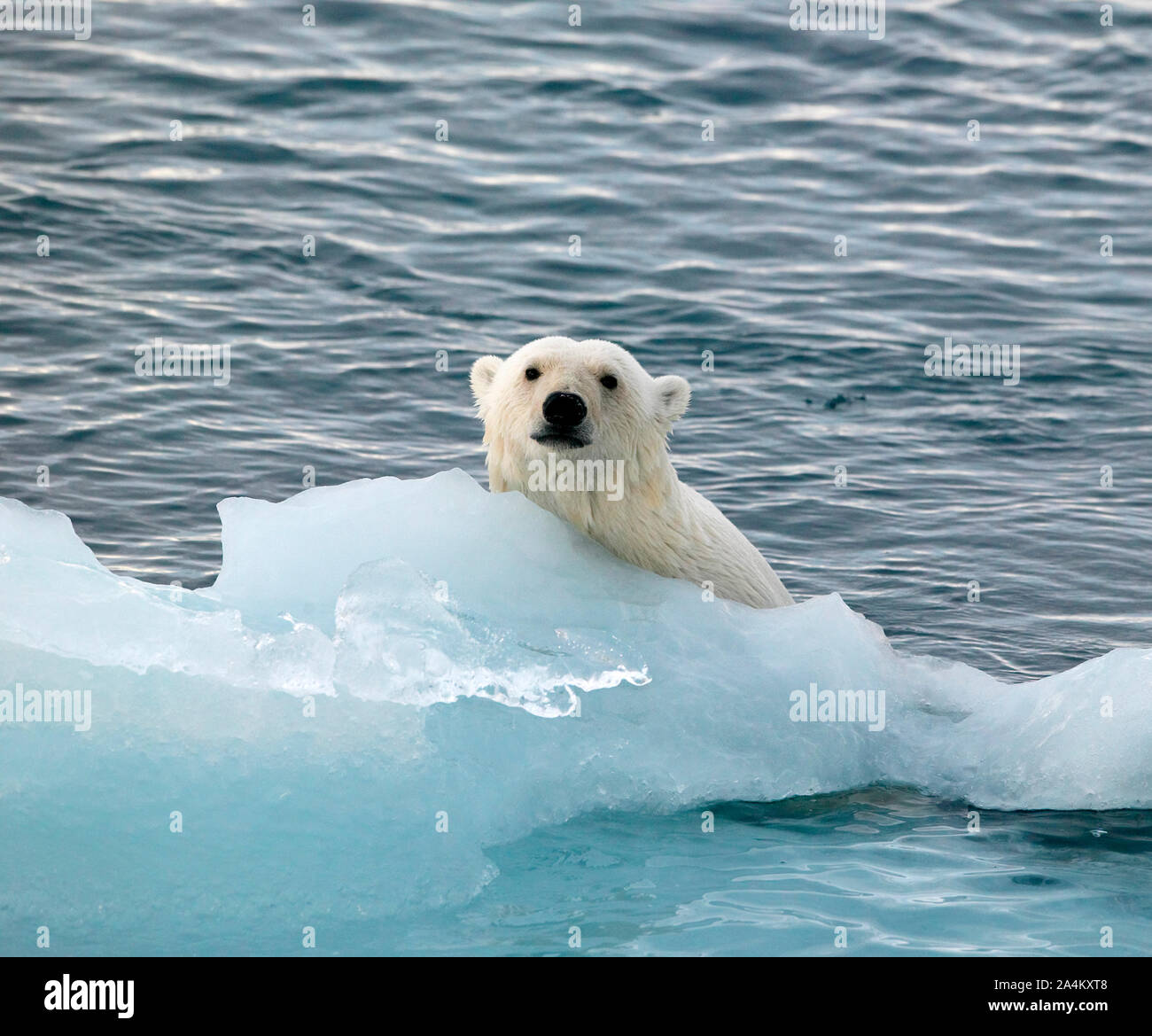 Spitsbergen Svalbard - polar bear swimming Stock Photo - Alamy