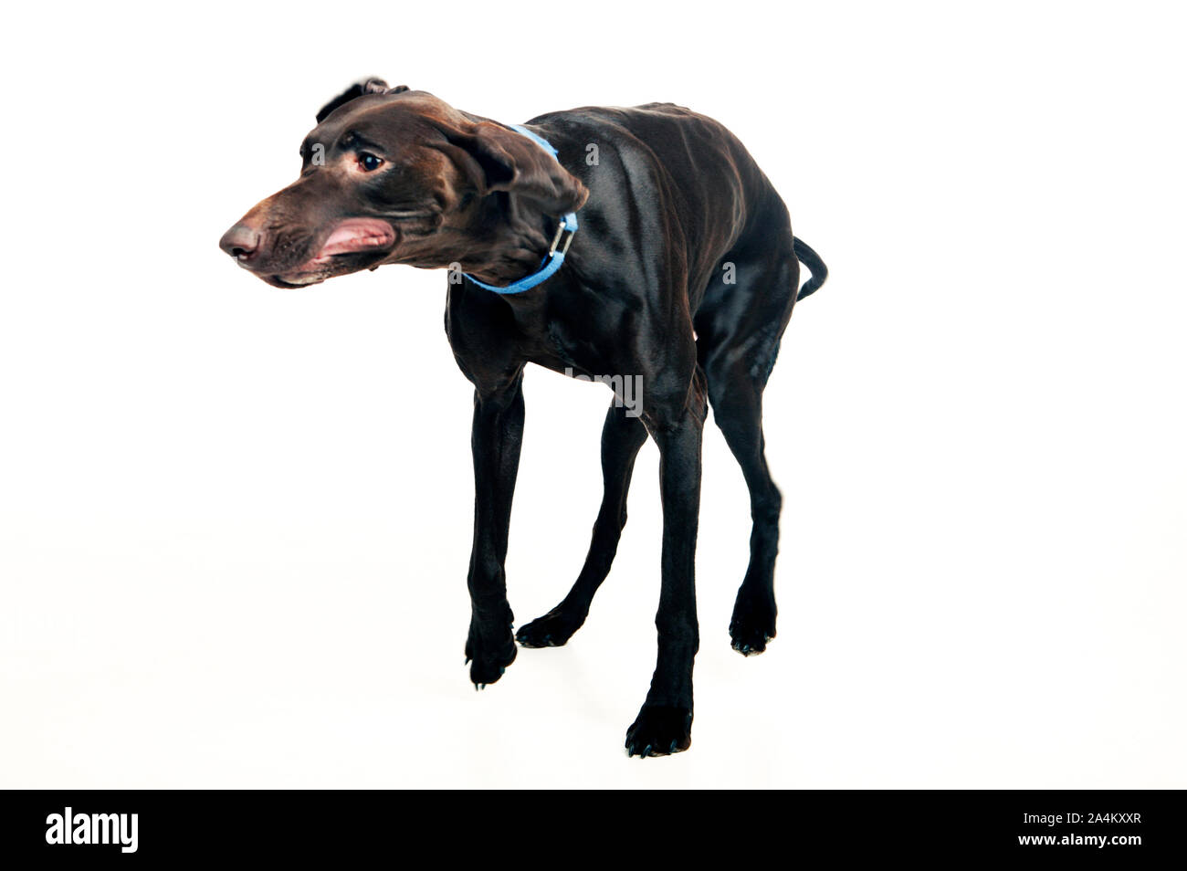 Vorster hi-res stock photography and images - Alamy