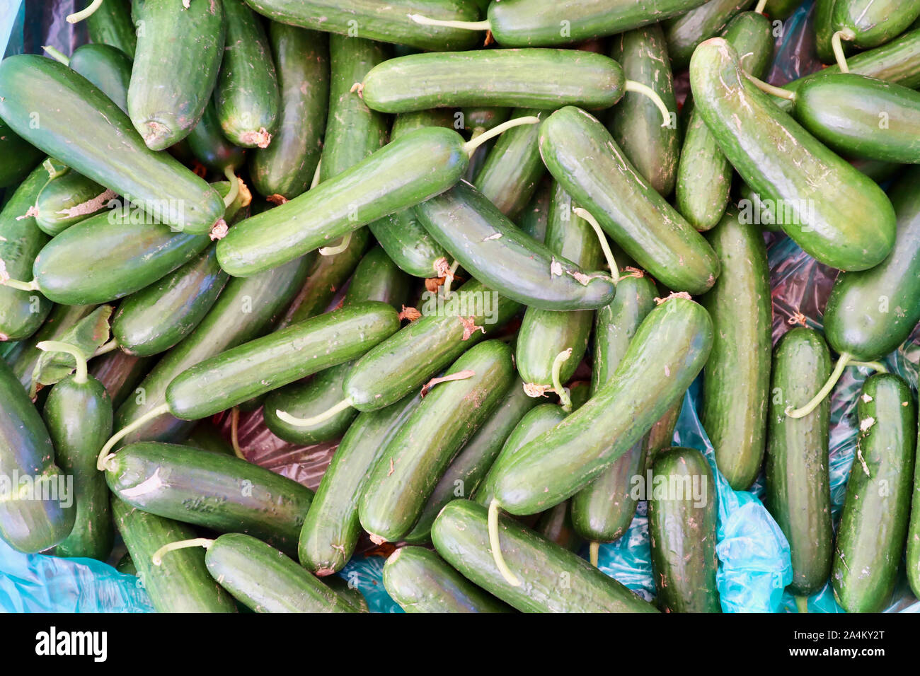 A pile of fresh green cucumbers Stock Photo - Alamy