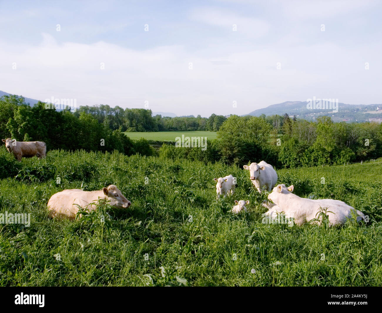 6 cows hi-res stock photography and images - Alamy