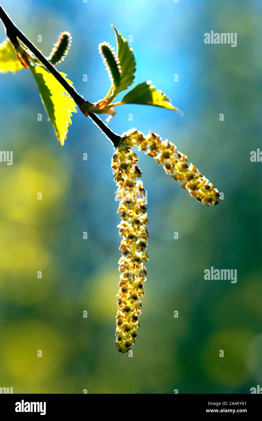Trees with catkins hi-res stock photography and images - Alamy