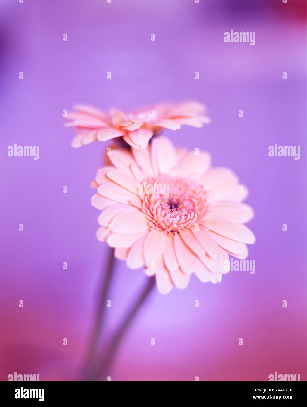 Pink gerberas hi-res stock photography and images - Alamy