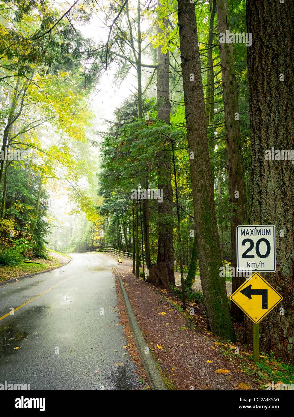 A foggy forest road (Capilano Park Road) in the coastal rainforest in ...