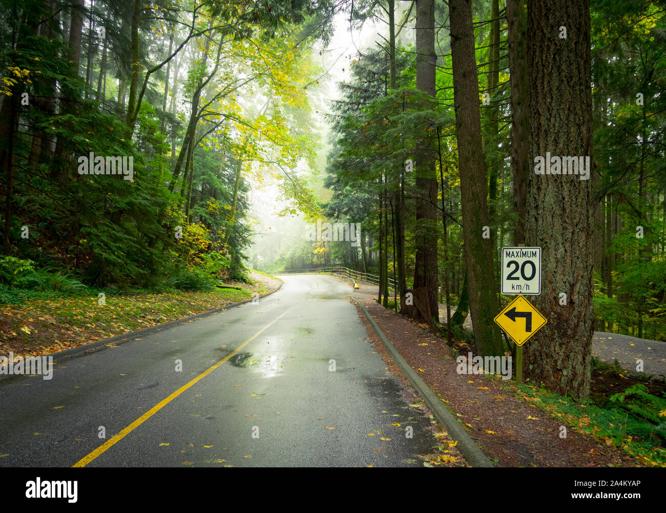 A foggy forest road (Capilano Park Road) in the coastal rainforest in ...