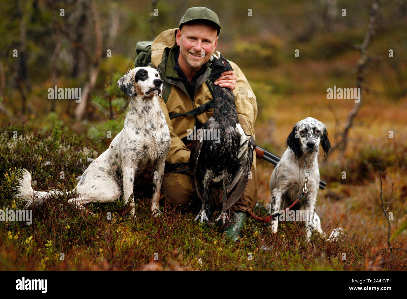 English setters hi-res stock photography and images - Alamy