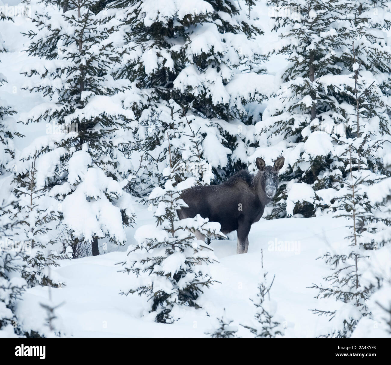 Mooses hi-res stock photography and images - Alamy