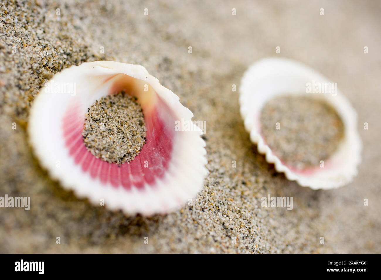 Shells on the beach Stock Photo - Alamy