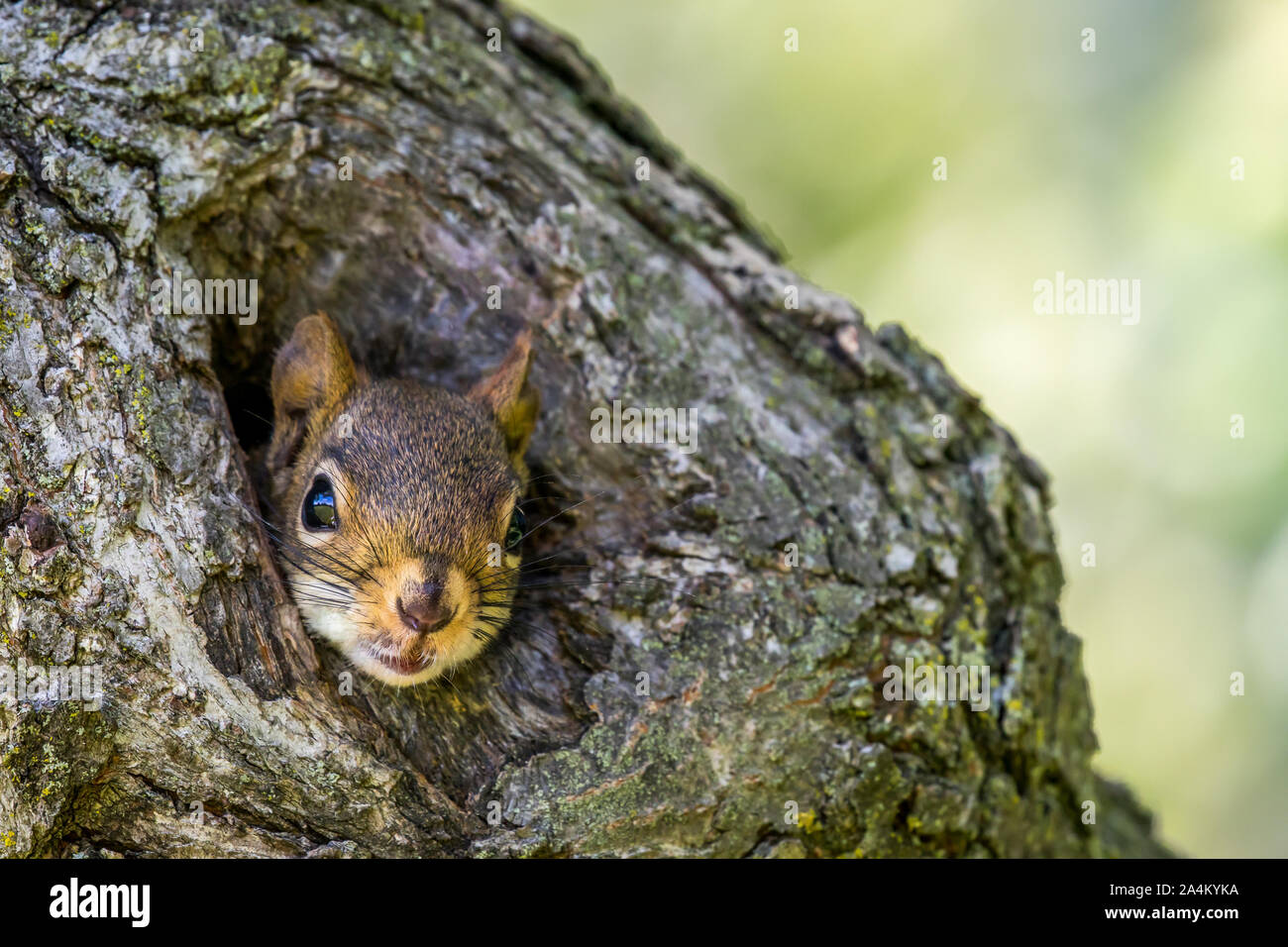 Red squirrel in hole tree hi-res stock photography and images - Alamy