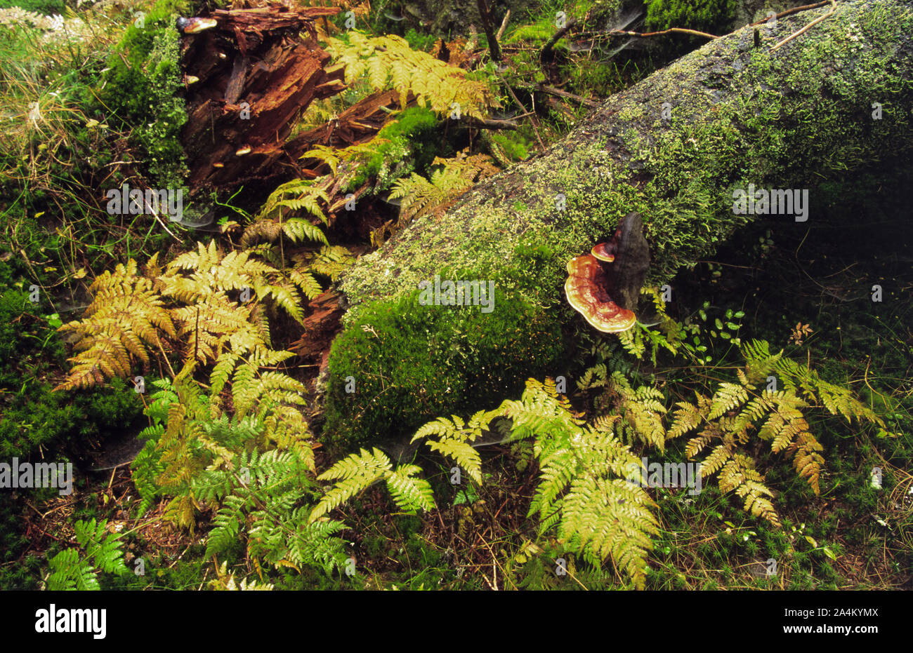 Forest details hi-res stock photography and images - Alamy