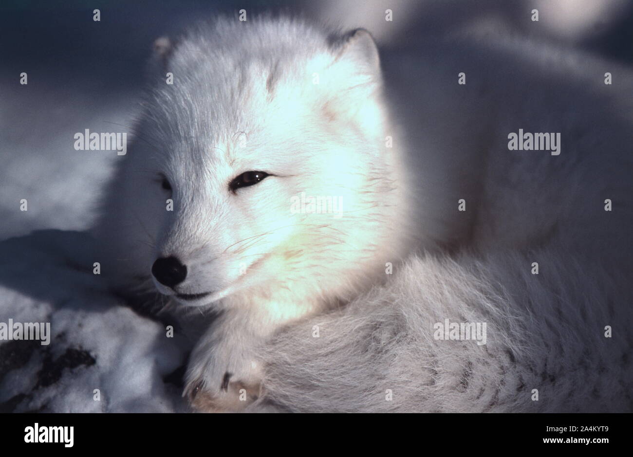 White fox, Arctic fox Stock Photo - Alamy