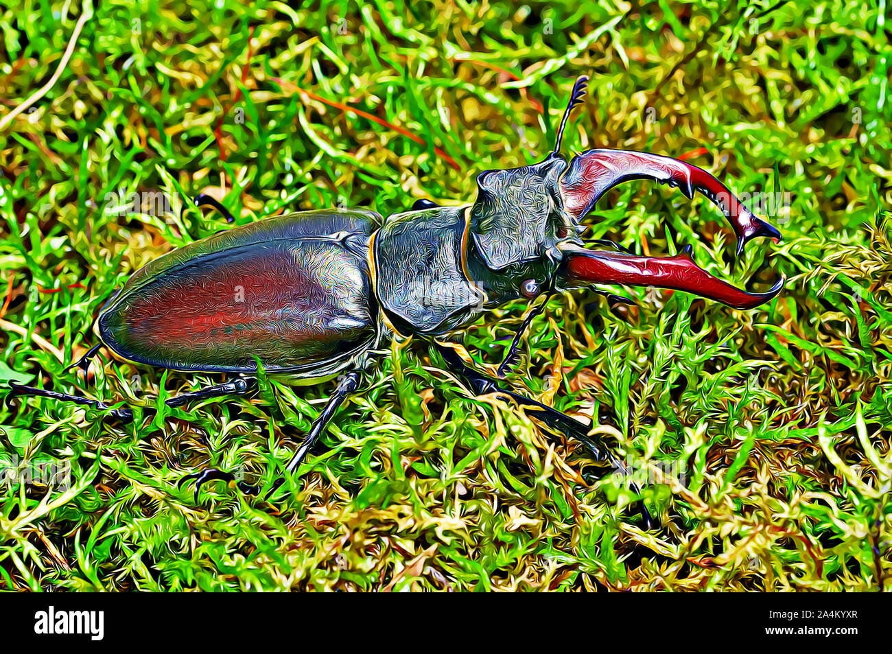 Male stag beetle hi-res stock photography and images - Alamy