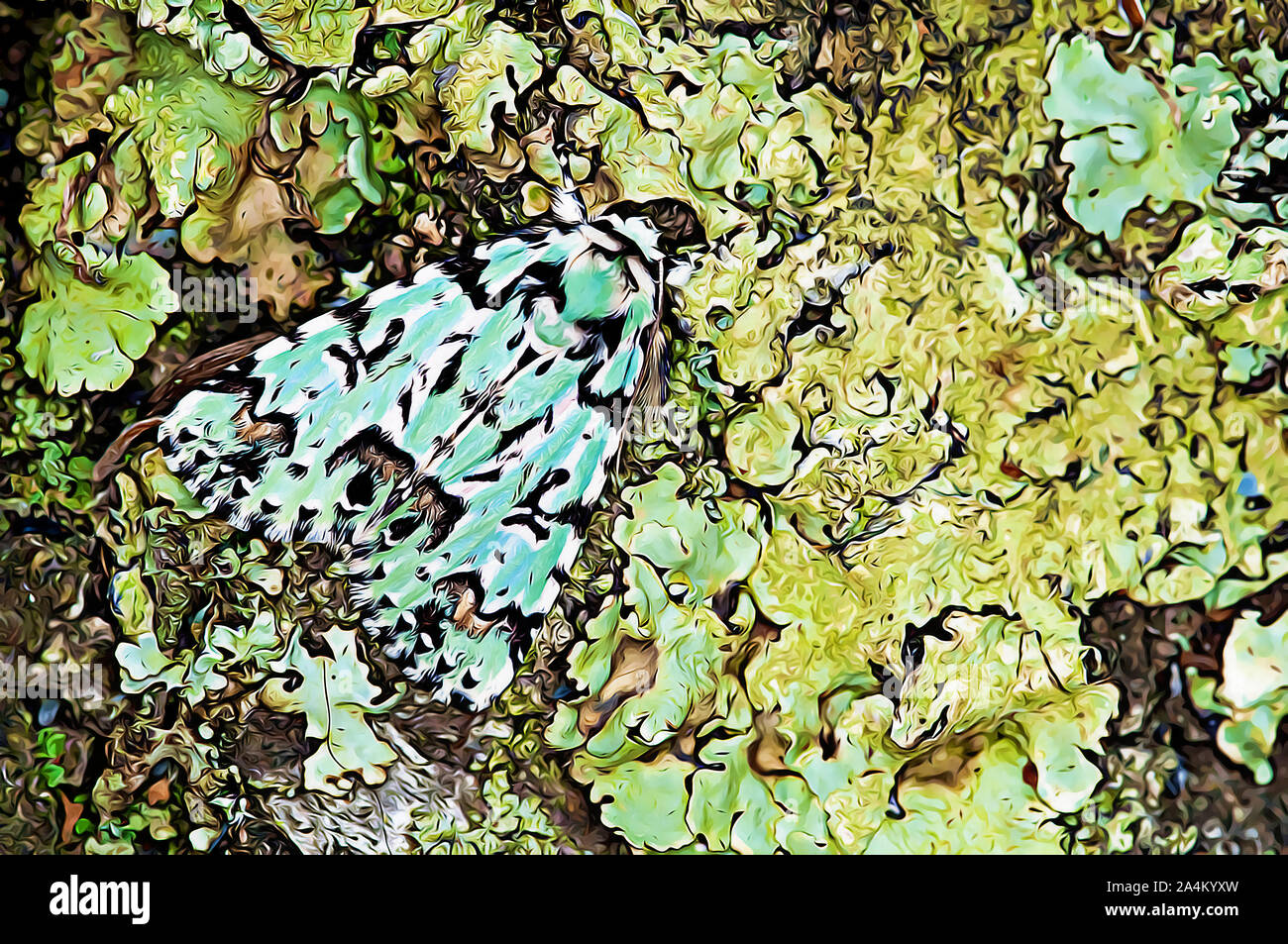 Scarce Merveille du Jour moth camouflaged on lichen (Moma alpium Stock ...