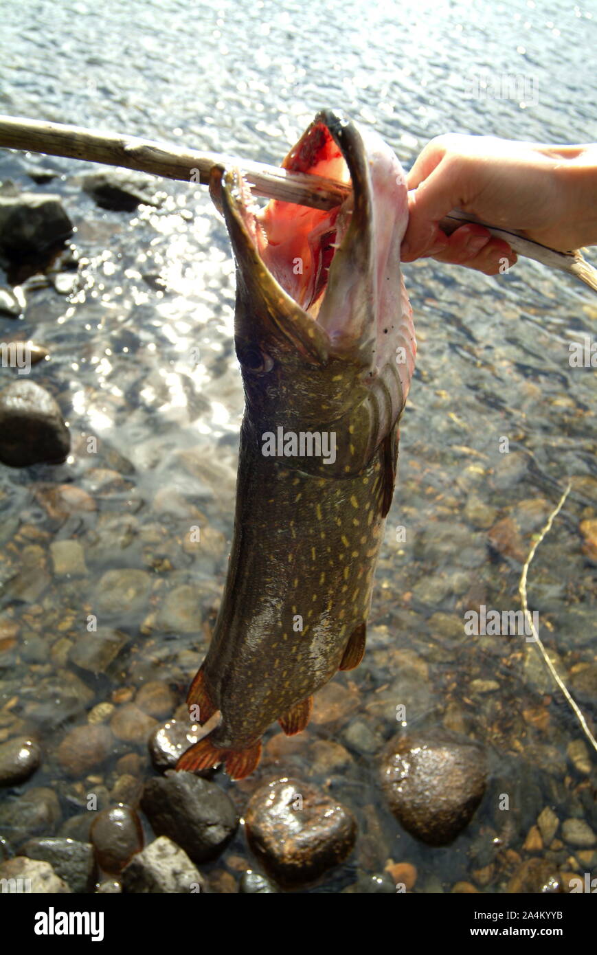 catch of the day: a big pike Stock Photo - Alamy