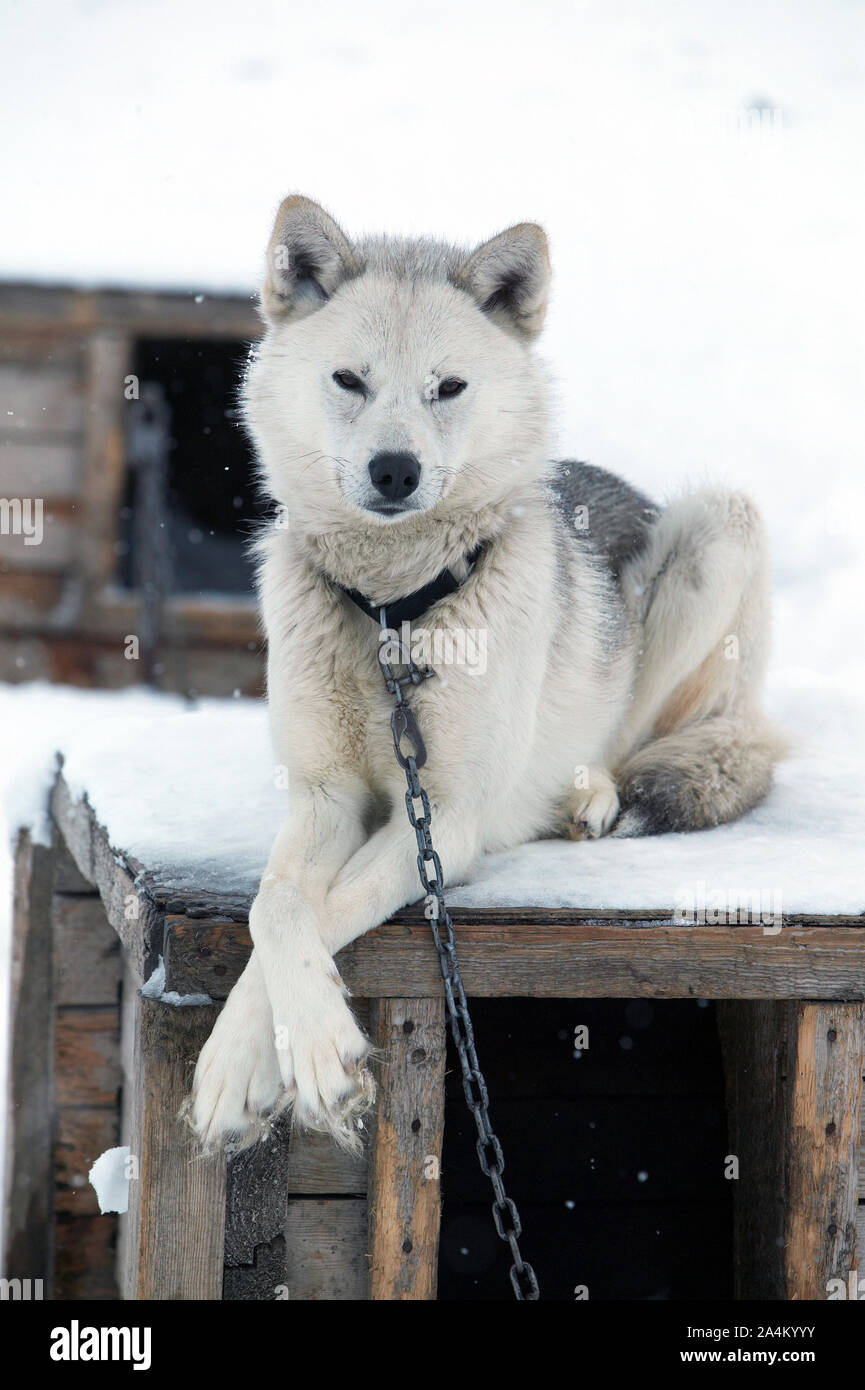 Polar dog on the roof of a doghouse at Svalbard Stock Photo - Alamy